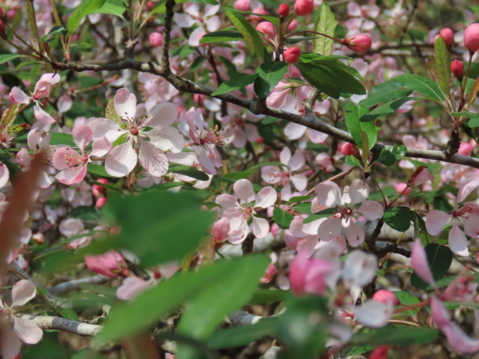 Southern Crabapple - Edisto Island Open Land Trust, South Carolina