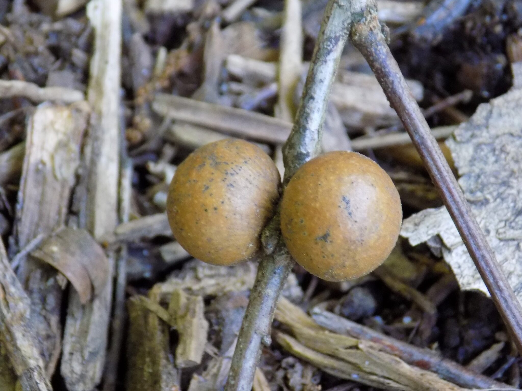 Tree Galls - Edisto Island Open Land Trust, South Carolina