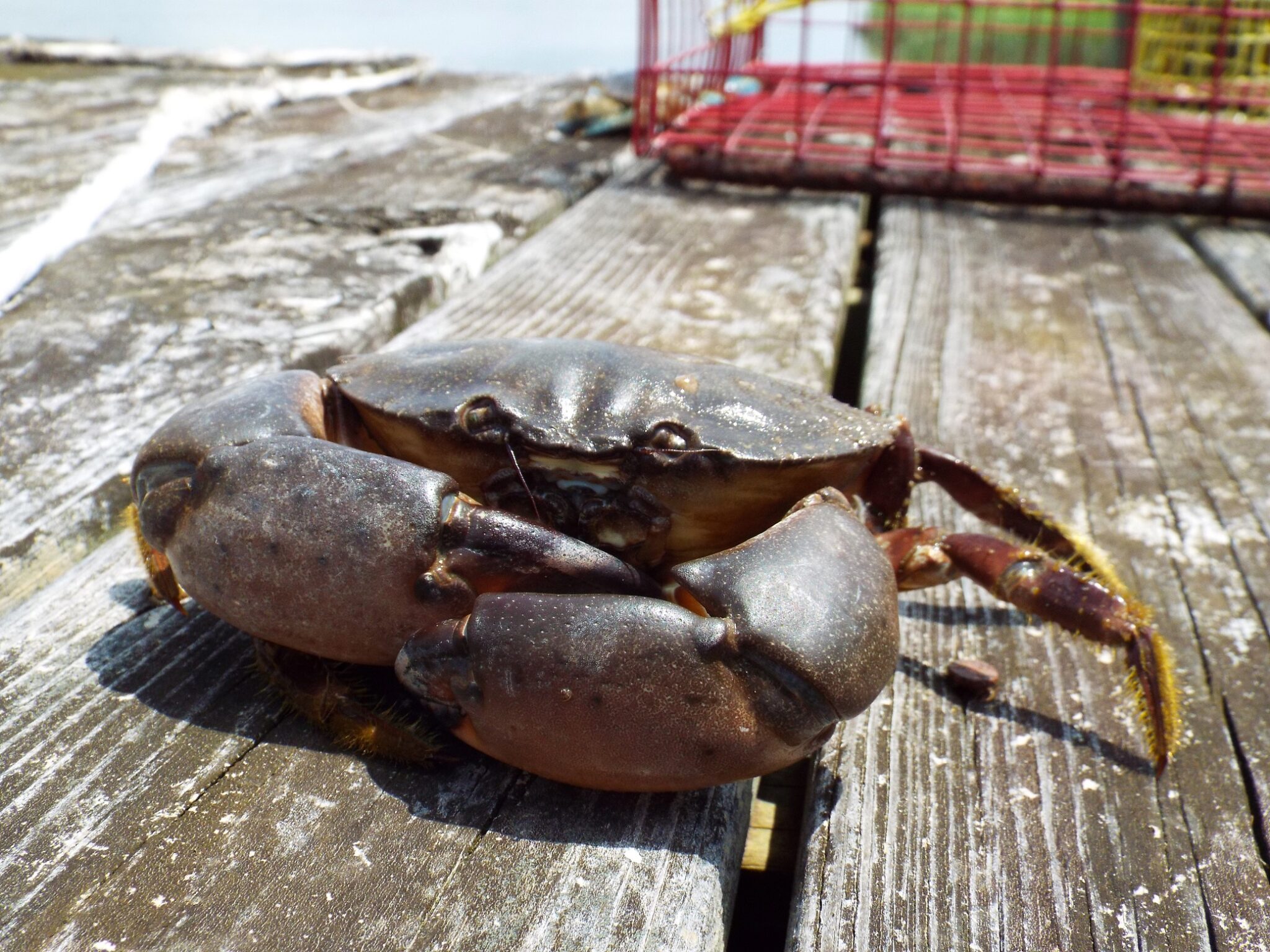 Blue Crab & Stone Crab - Edisto Island Open Land Trust, South Carolina