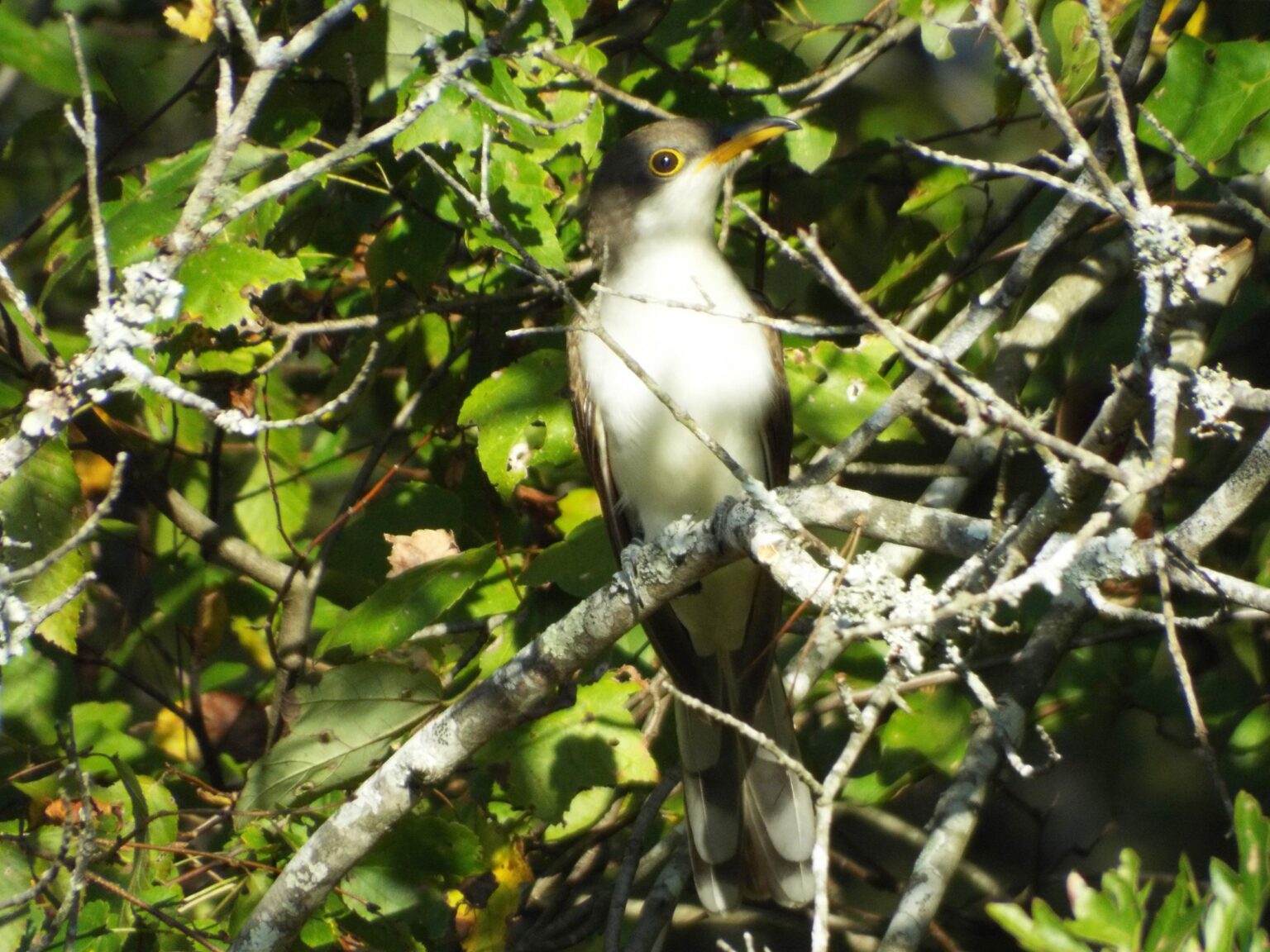 Yellow-billed Cuckoo - Edisto Island Open Land Trust, South Carolina