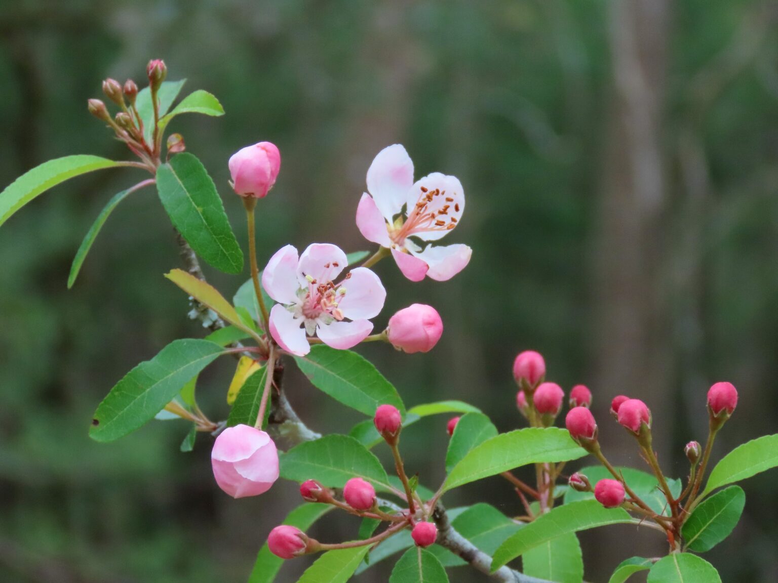 Southern Crabapple - Edisto Island Open Land Trust, South Carolina