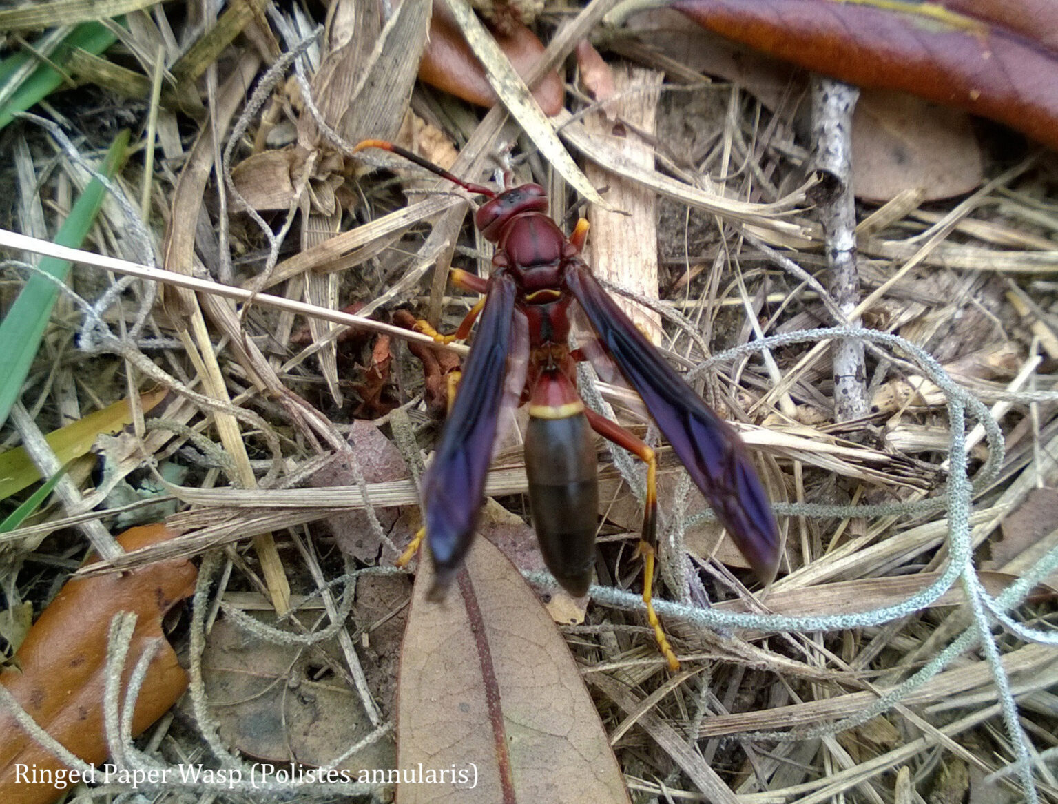 Paper Wasps - Edisto Island Open Land Trust, South Carolina