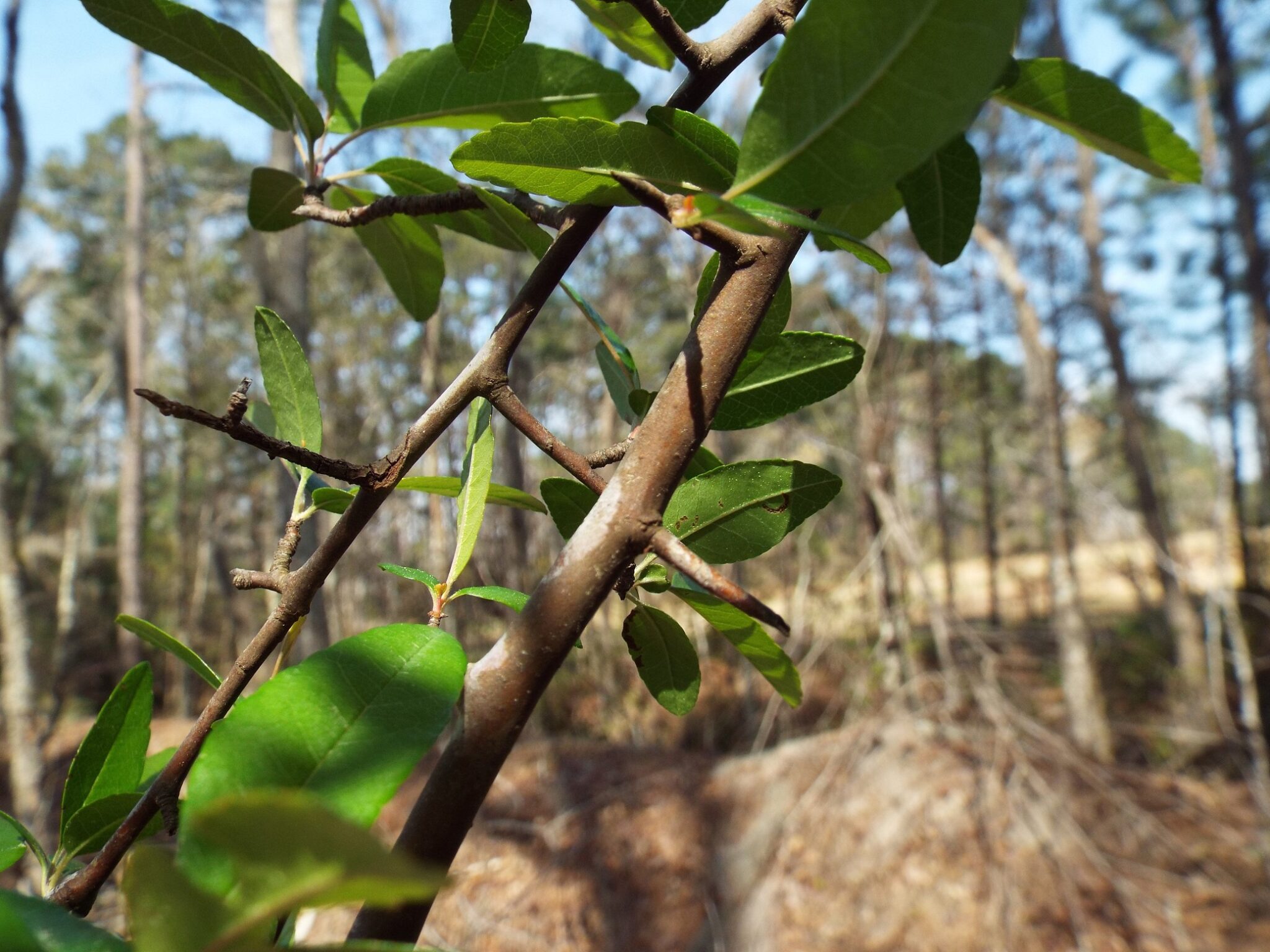 Southern Crabapple - Edisto Island Open Land Trust, South Carolina
