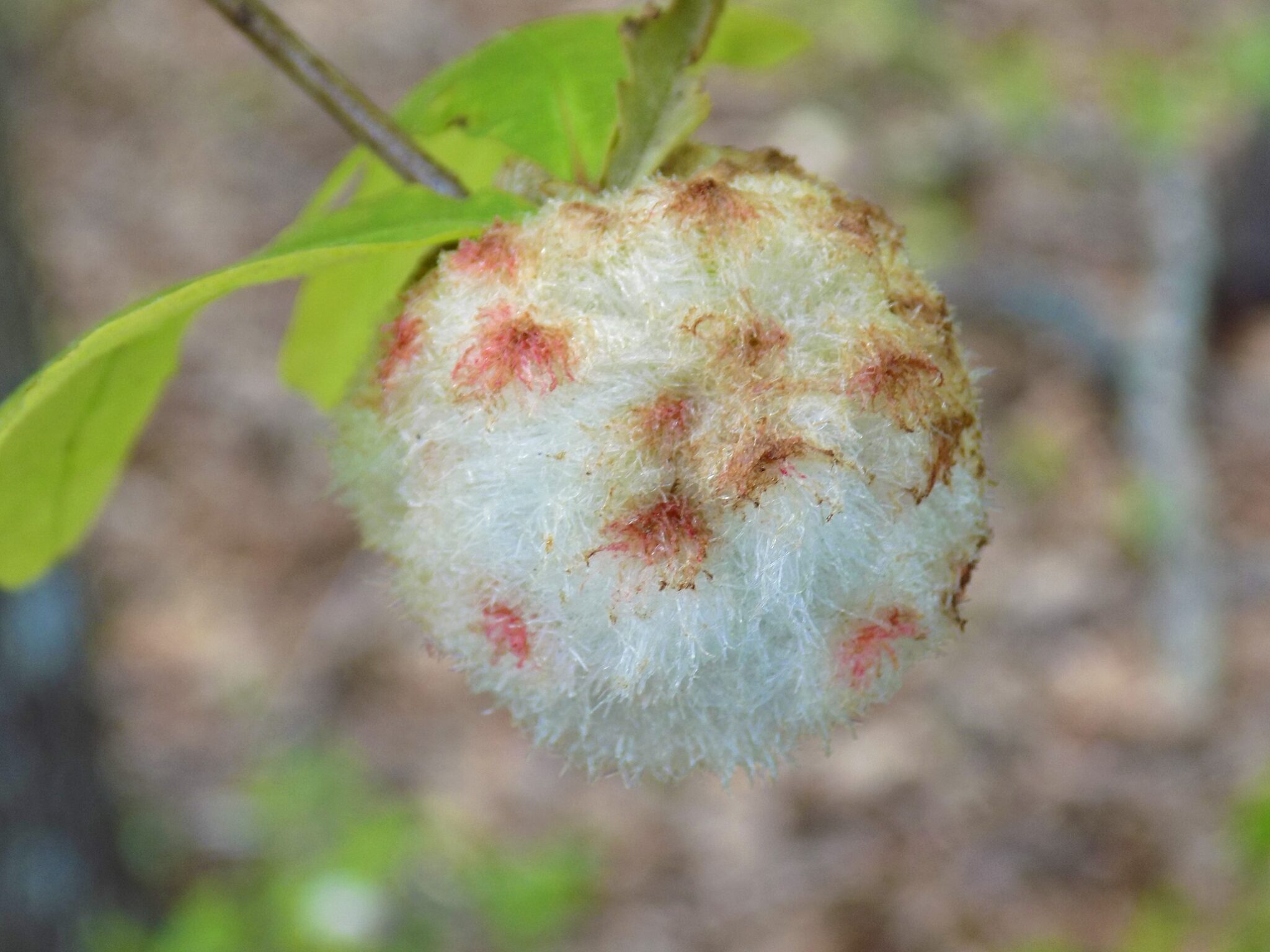 Tree Galls - Edisto Island Open Land Trust, South Carolina