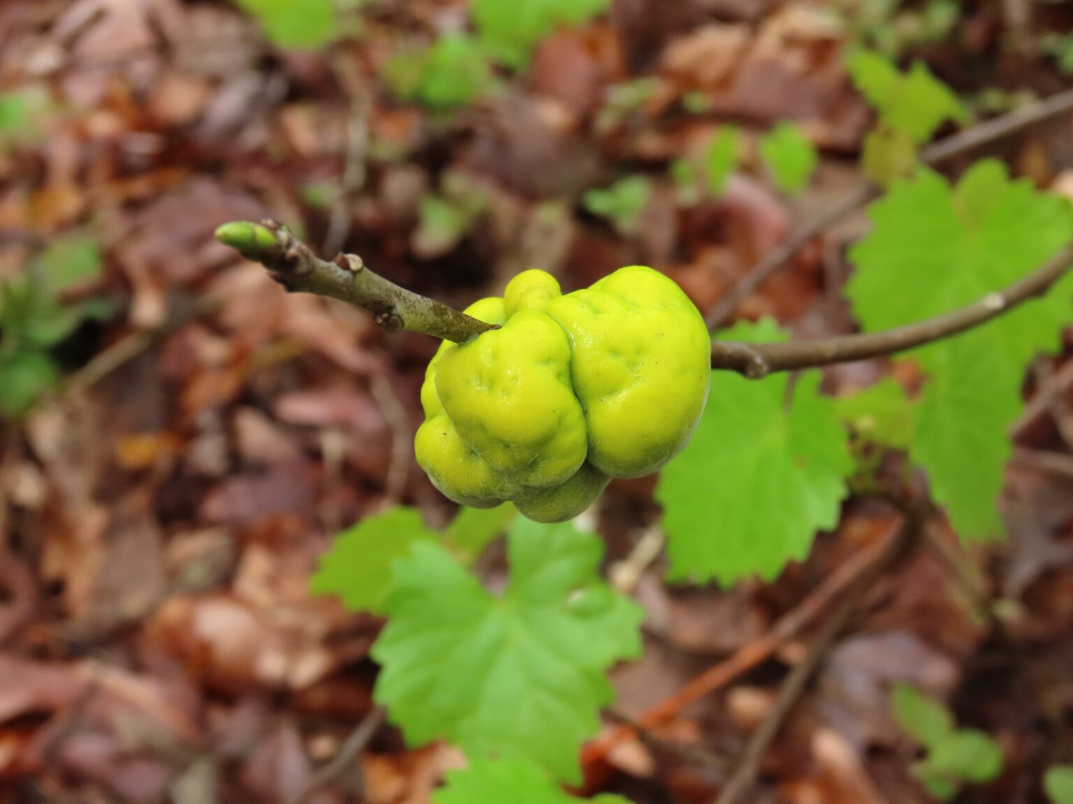 Tree Galls - Edisto Island Open Land Trust, South Carolina