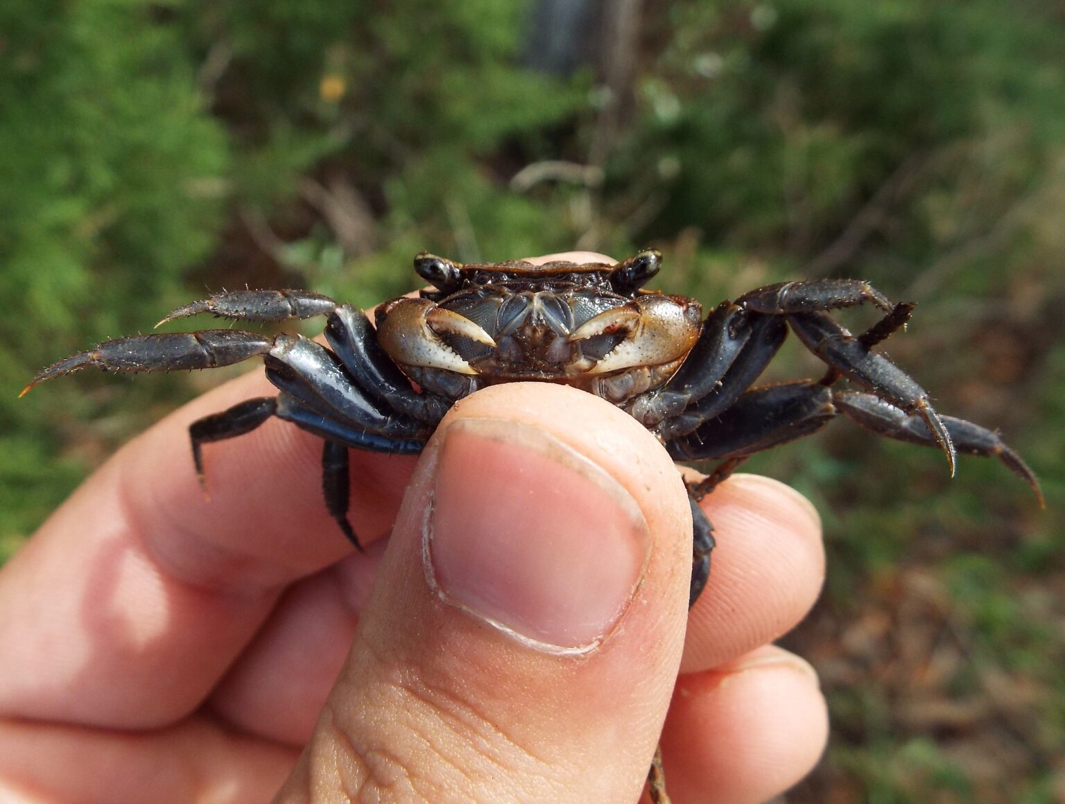 Fiddler & Marsh Crabs - Edisto Island Open Land Trust, South Carolina