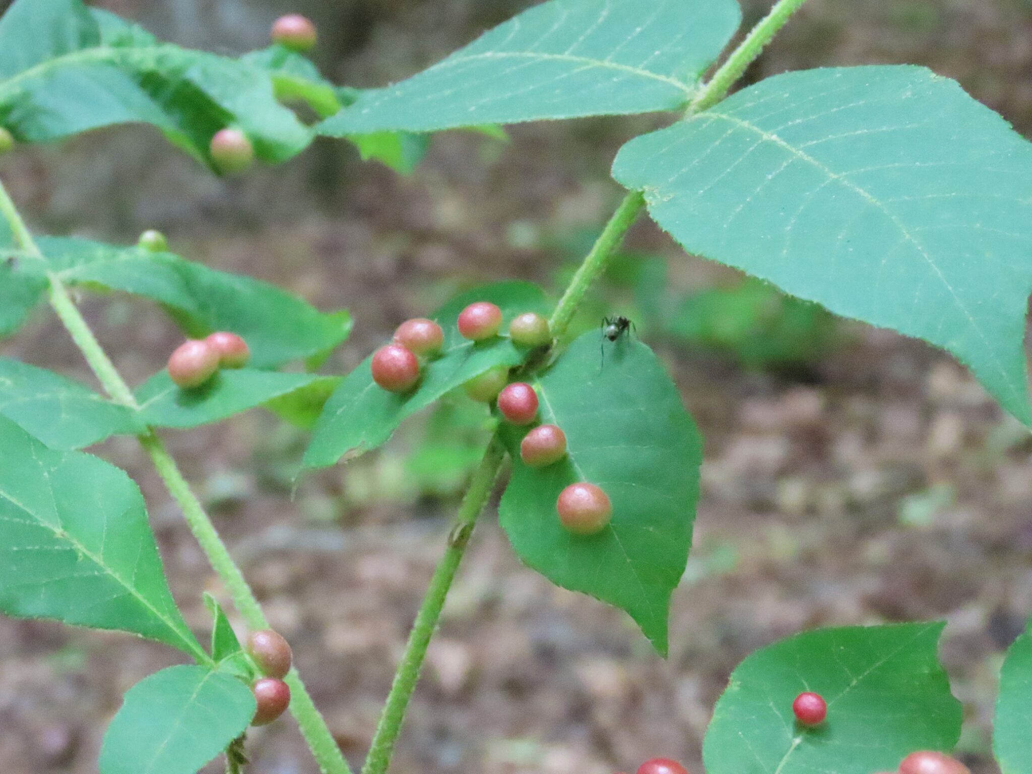 Tree Galls - Edisto Island Open Land Trust, South Carolina