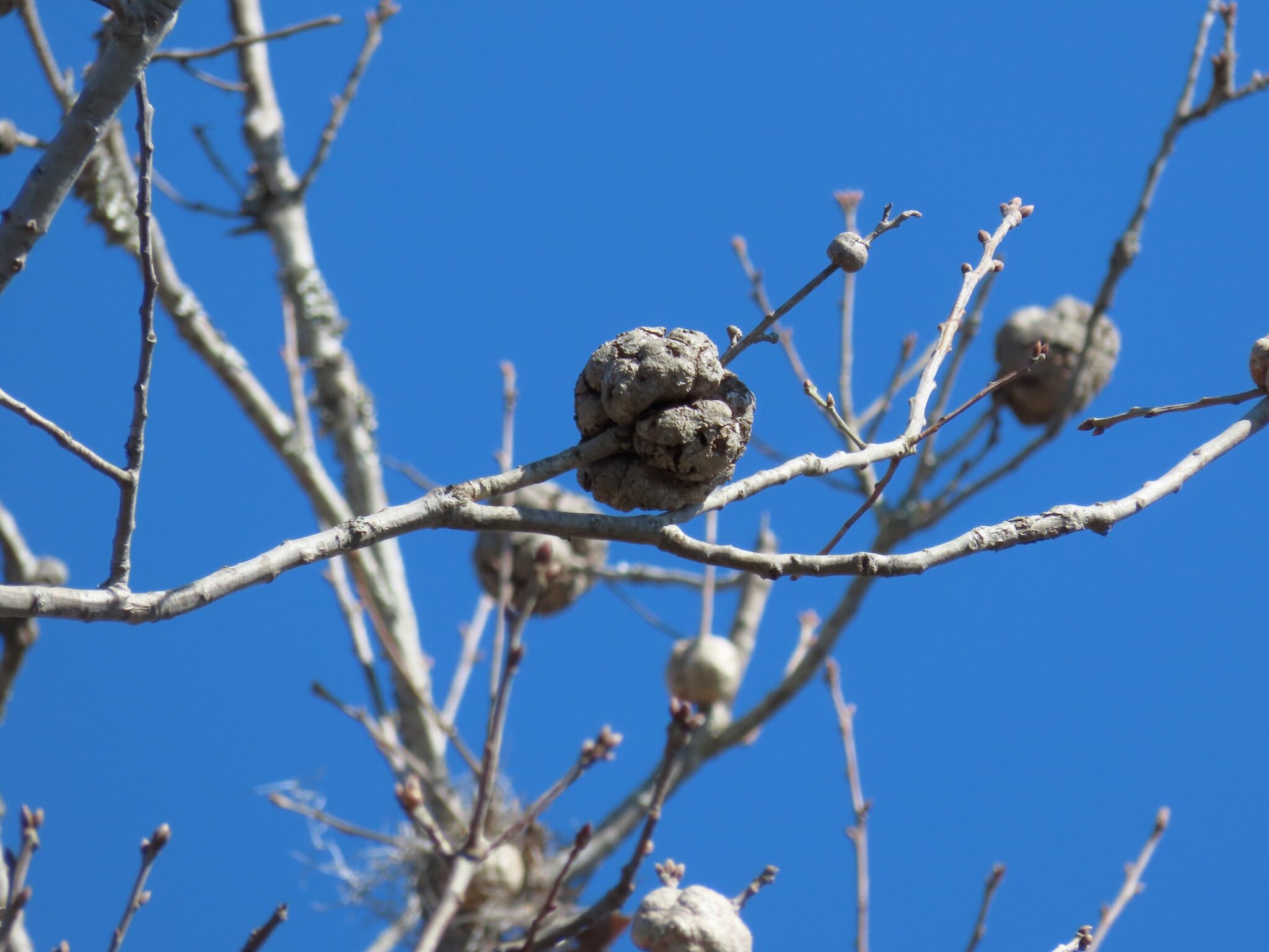 Tree Galls - Edisto Island Open Land Trust, South Carolina