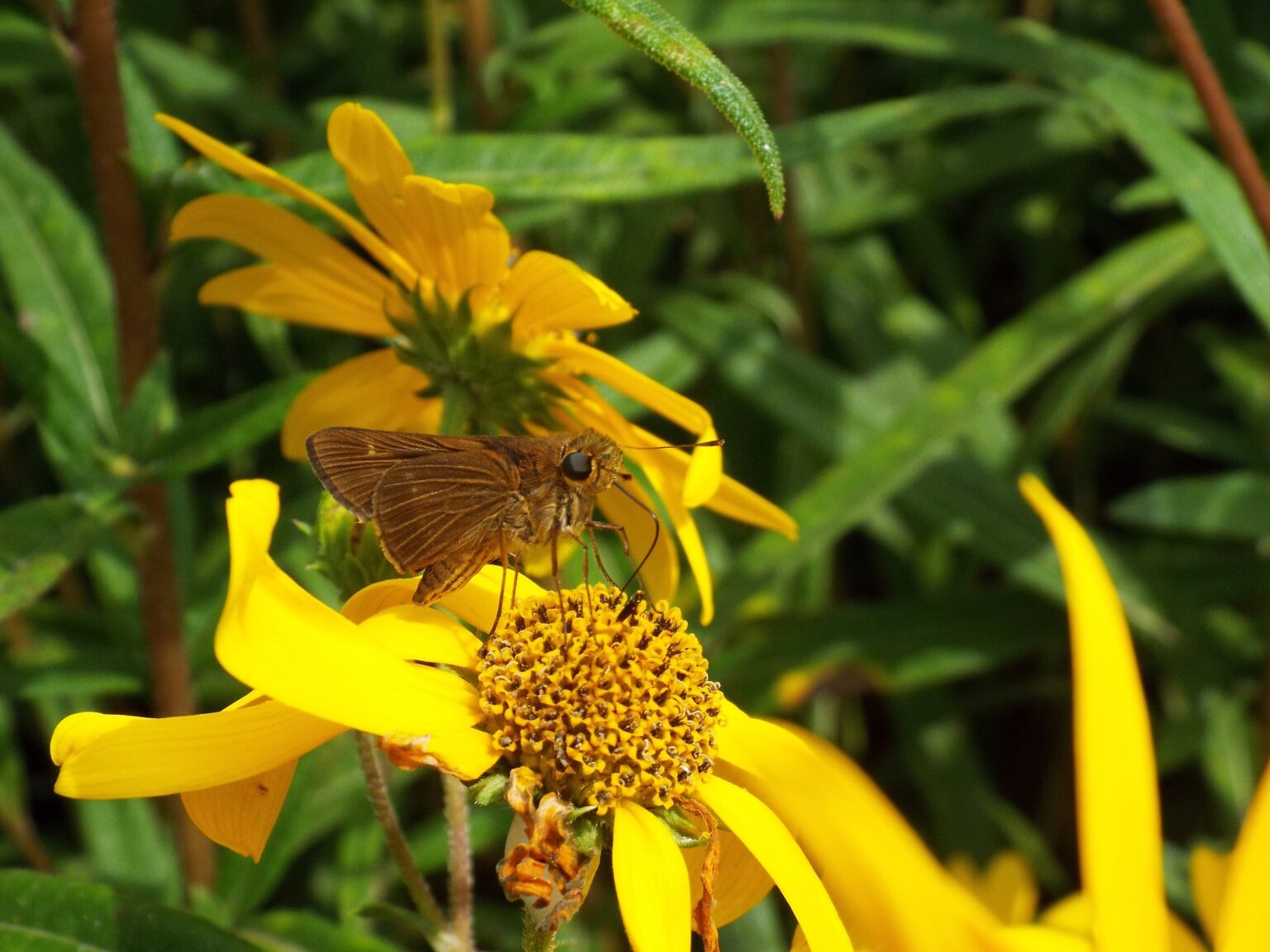 Ocola Skipper - Edisto Island Open Land Trust, South Carolina