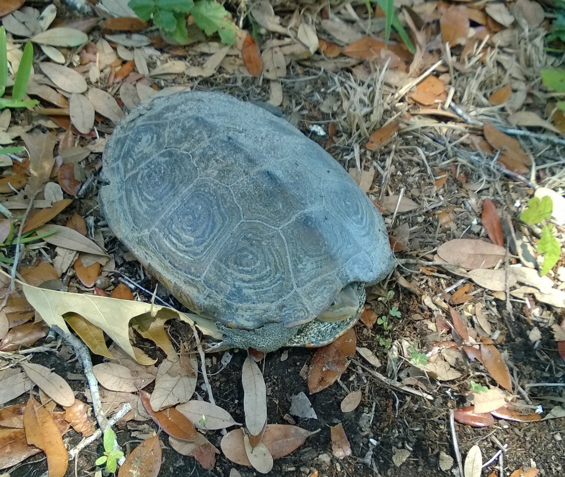 Diamondback Terrapin - Edisto Island Open Land Trust, South Carolina