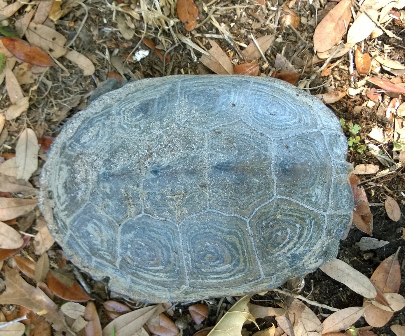 Diamondback Terrapin - Edisto Island Open Land Trust, South Carolina