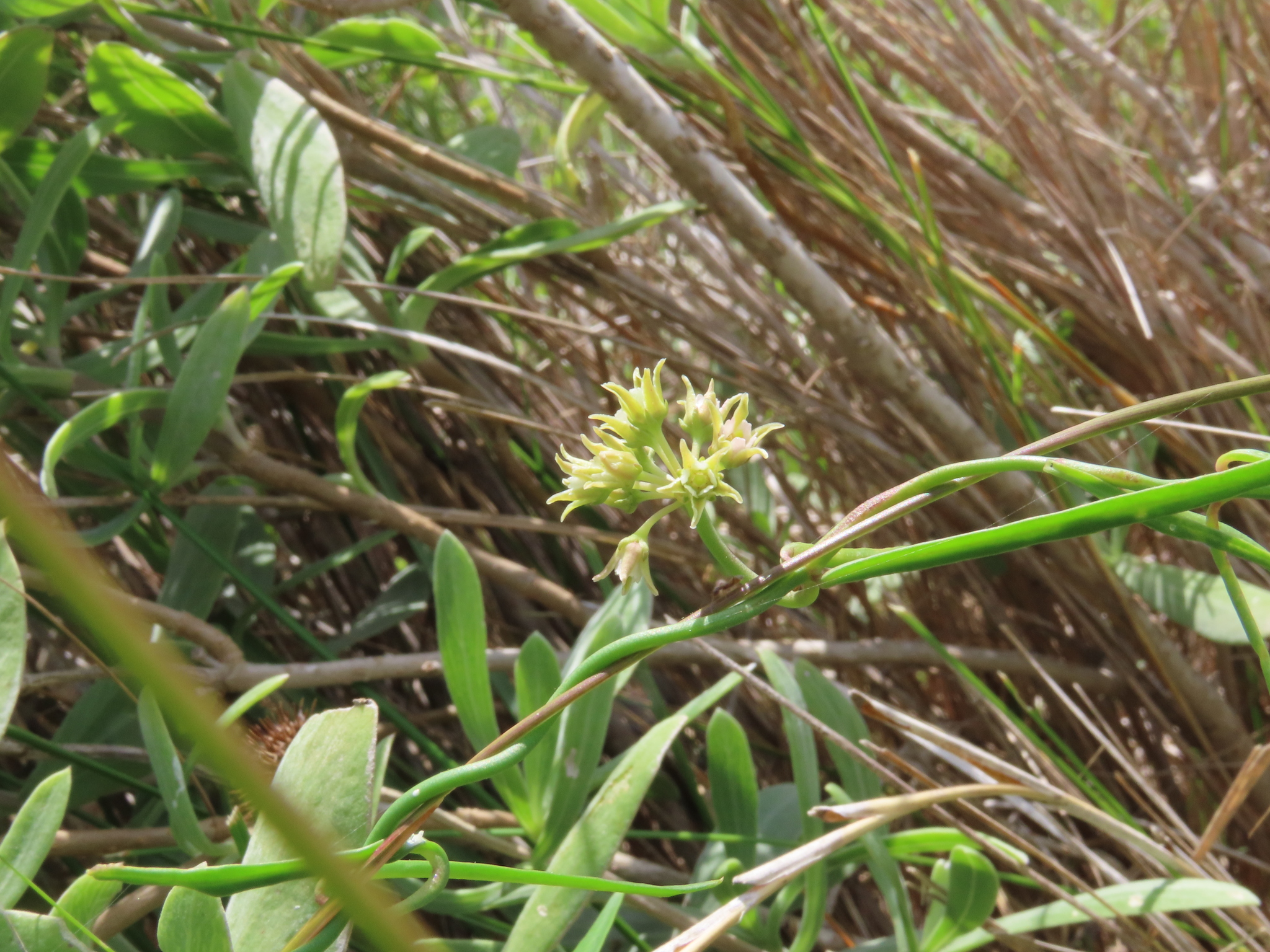 Gulf Coast Swallow-wort - Edisto Island Open Land Trust, South Carolina