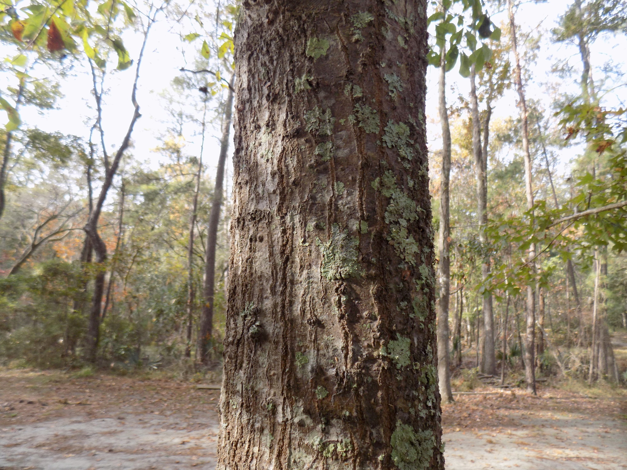 Water Oak - Edisto Island Open Land Trust, South Carolina