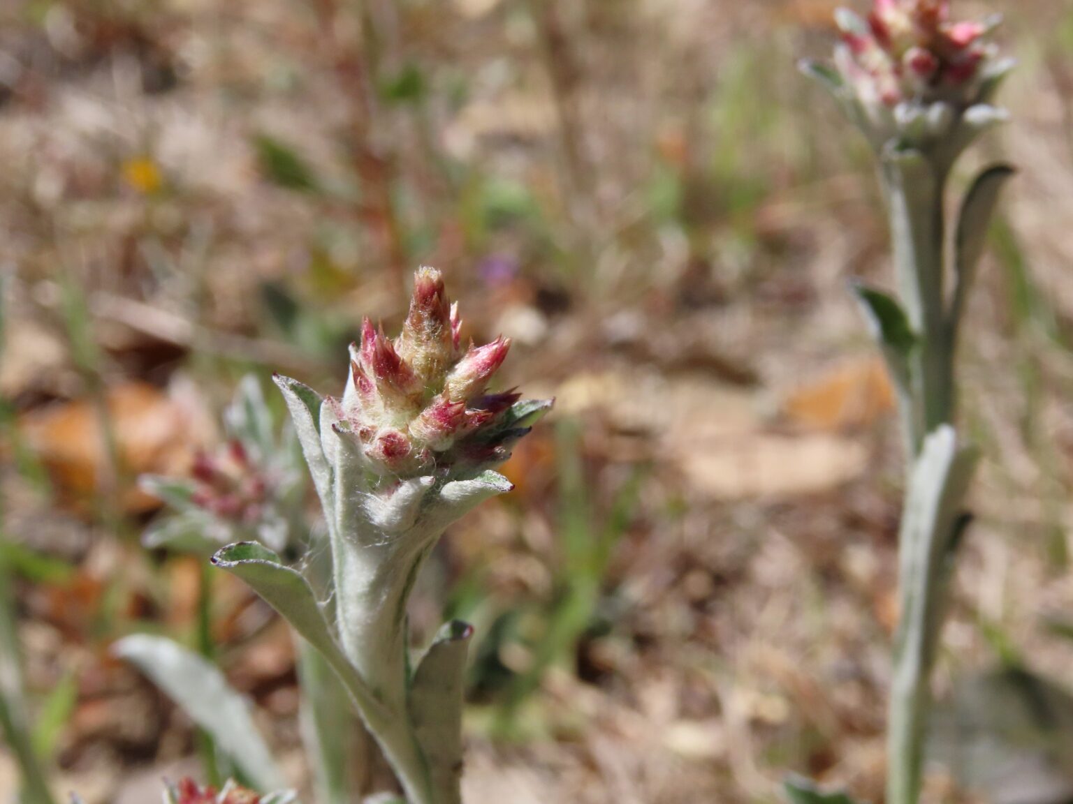 Cudweed - Edisto Island Open Land Trust, South Carolina