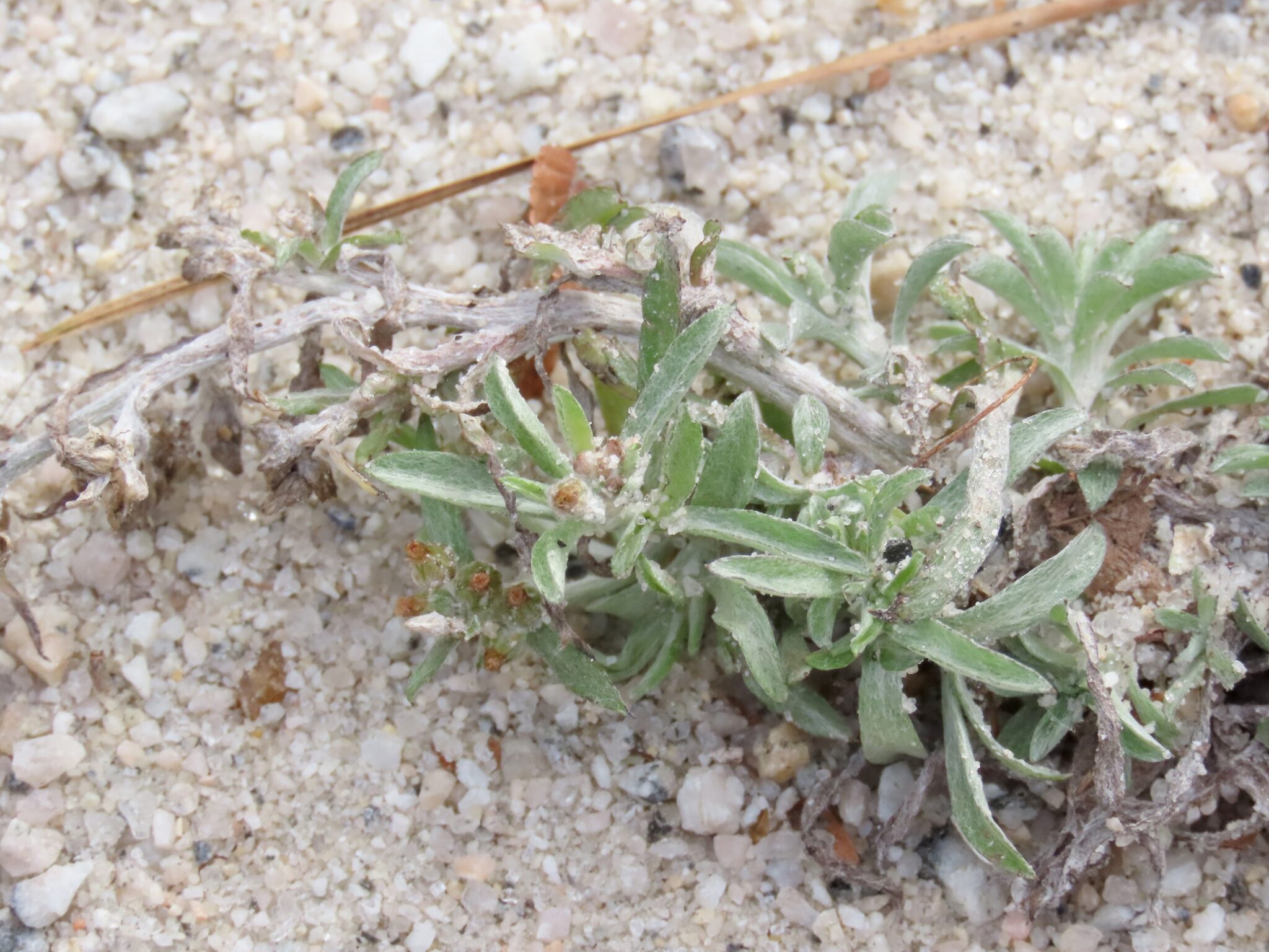 Cudweed - Edisto Island Open Land Trust, South Carolina