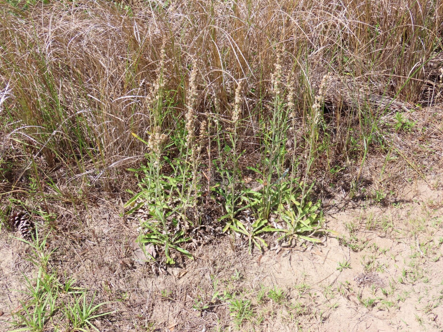 Cudweed - Edisto Island Open Land Trust, South Carolina