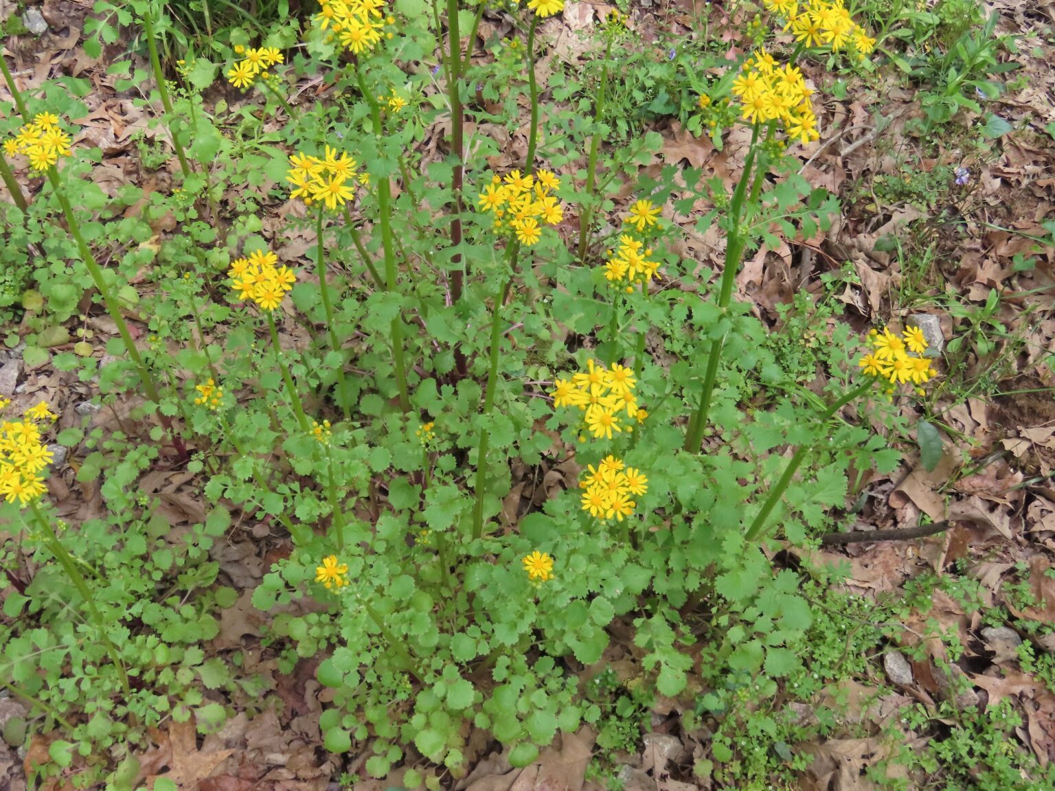 Butterweed - Edisto Island Open Land Trust, South Carolina