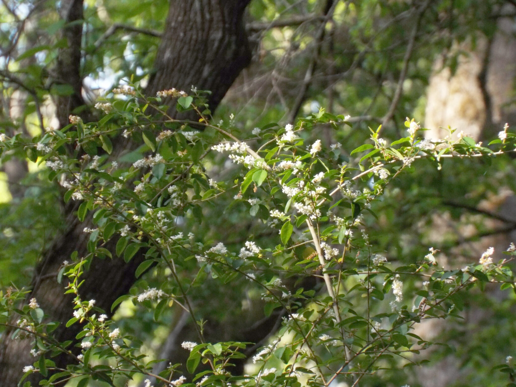Invasive Species of the South Carolina Lowcountry - Edisto Island Open ...