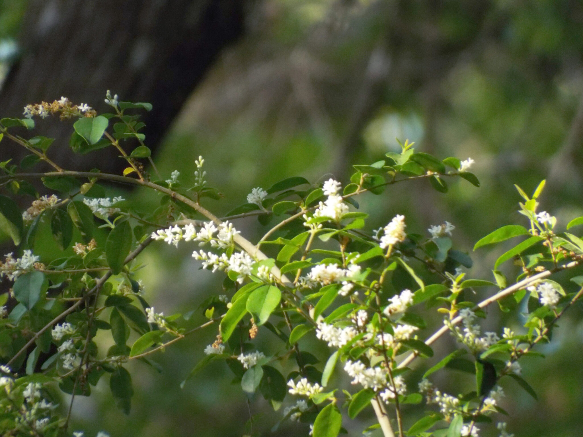 Invasive Species of the South Carolina Lowcountry - Edisto Island Open ...