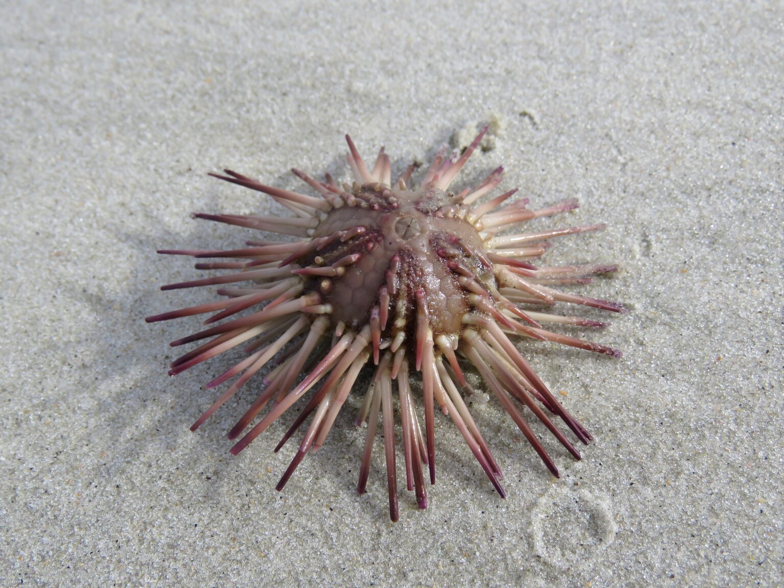 Purple Sea Urchin - Edisto Island Open Land Trust, South Carolina