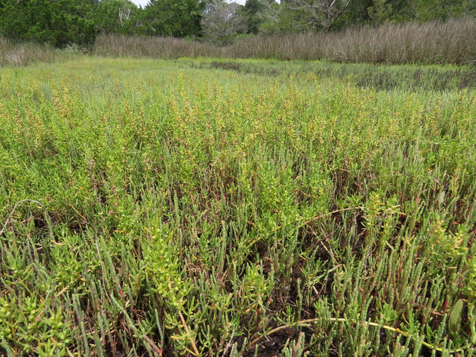 Saltwort - Edisto Island Open Land Trust, South Carolina